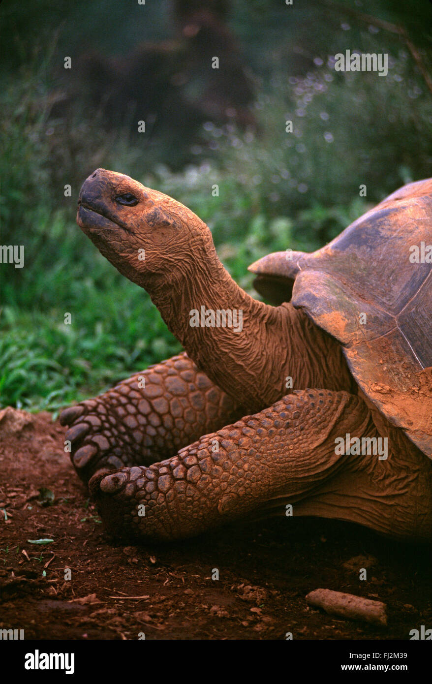 GIANT TORTOISE (Geochelone elephantopus) - ISLA ISABELLA, GALAPAGOS ...