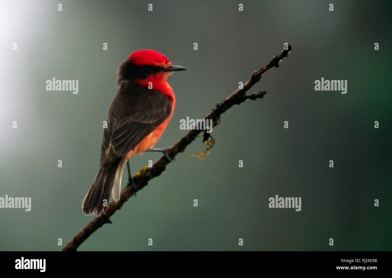 VERMILION FLYCATCHER (Pyrocephalus rubinus) - ISLA ISABELLA, GALAPAGOS ...