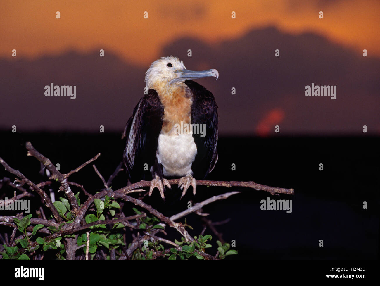 FEMALE GREAT FRIGATE BIRD (Fregata minor) at SUNSET - TOWER ISLAND ...