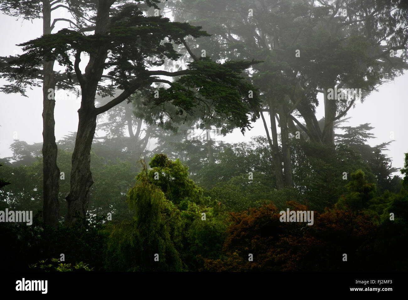 Fog nurtures Cypress trees in the SAN FRANCISCO BOTANICAL GARDENS - SAN ...