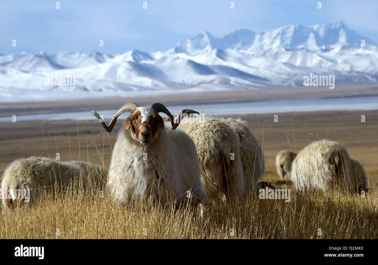 5 lambs hi-res stock photography and images - Alamy
