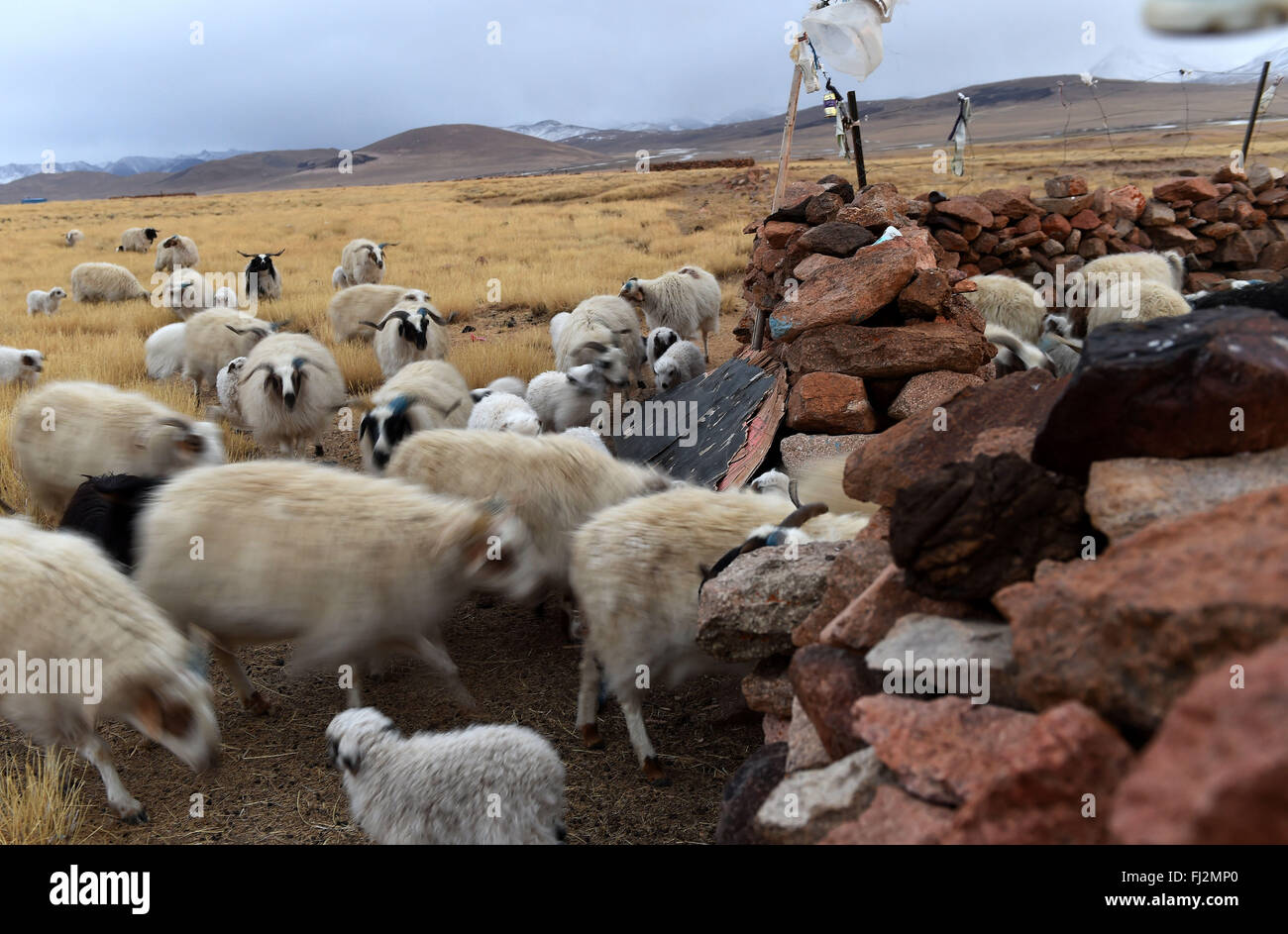 Damxung, Tibet. 29th February, 2016. Tibetan sheep are driven back to a ...