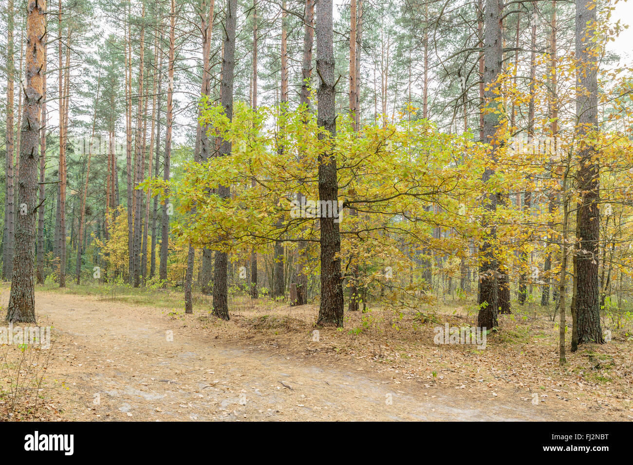 Autumn pine forest Stock Photo - Alamy