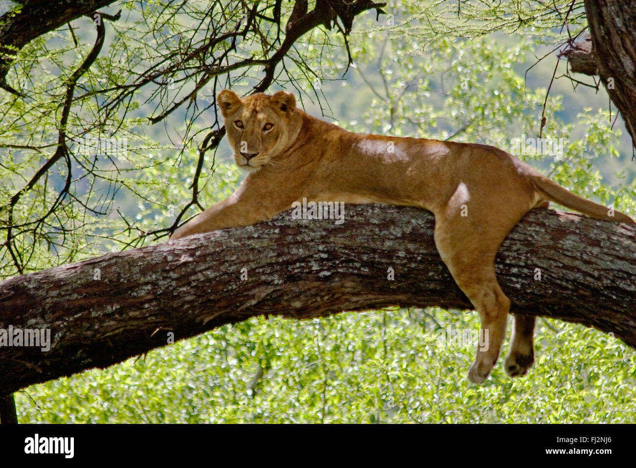 A female LION (Panthera leo) in a tree - LAKE MANYARA NATIONAL PARK ...
