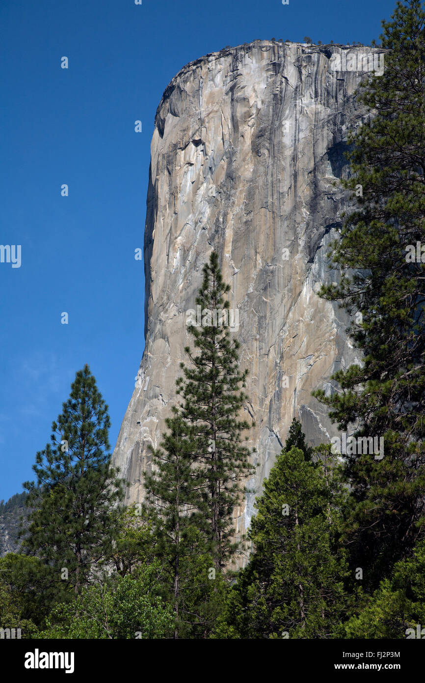 The granite face of EL CAPITAN in the YOSEMITE VALLEY is perhaps the ...