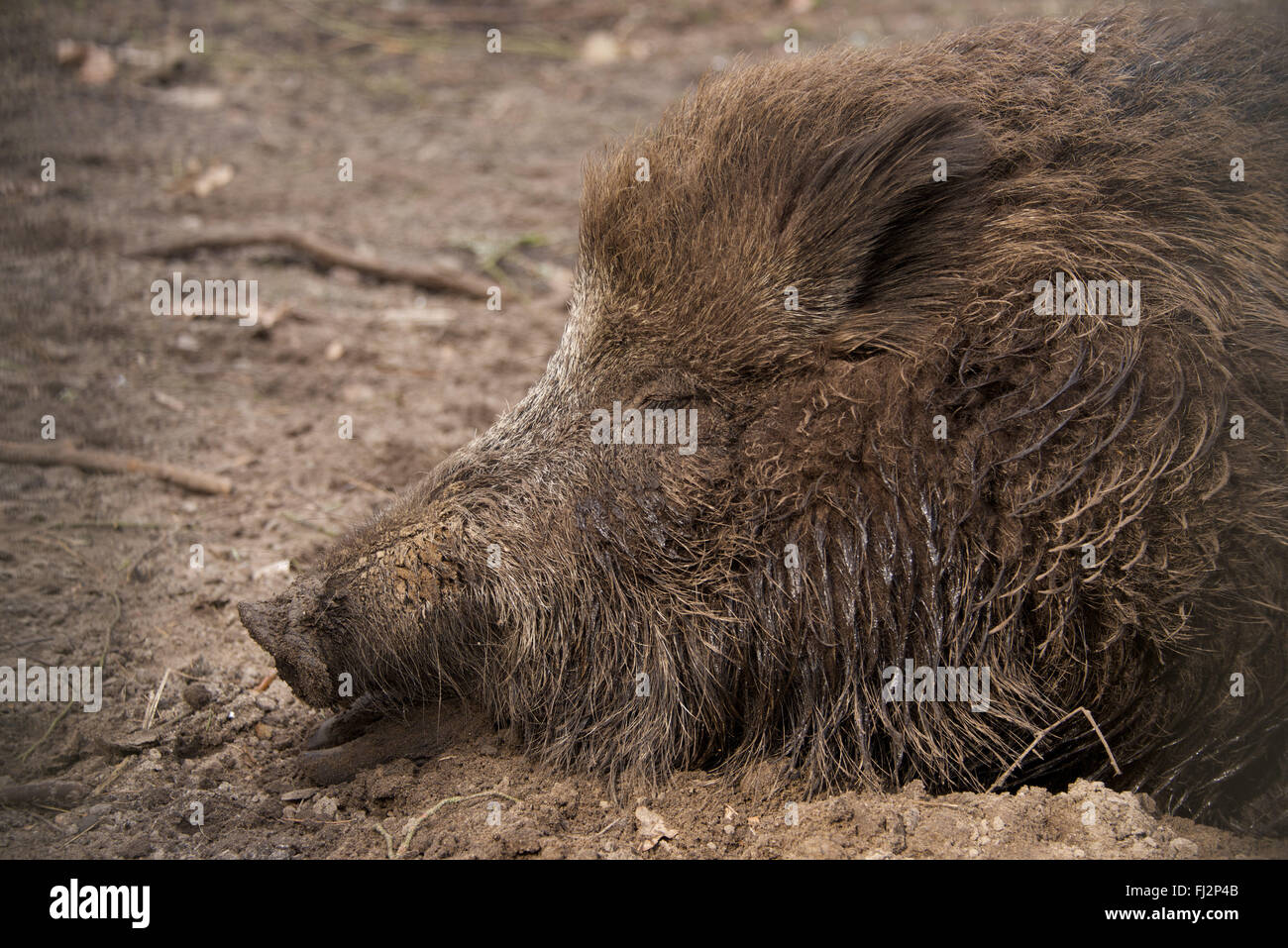 Muddy head of wild boar lying asleep Stock Photo - Alamy
