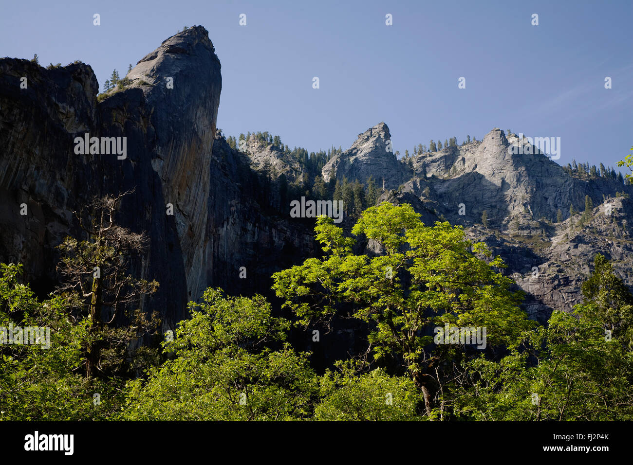 GRANITE CLIFFS rise above trees with new Spring leaves in YOSEMITE ...