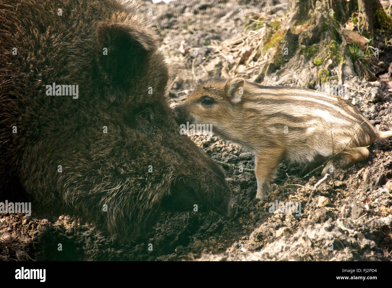 Baby nuzzling hi-res stock photography and images - Alamy