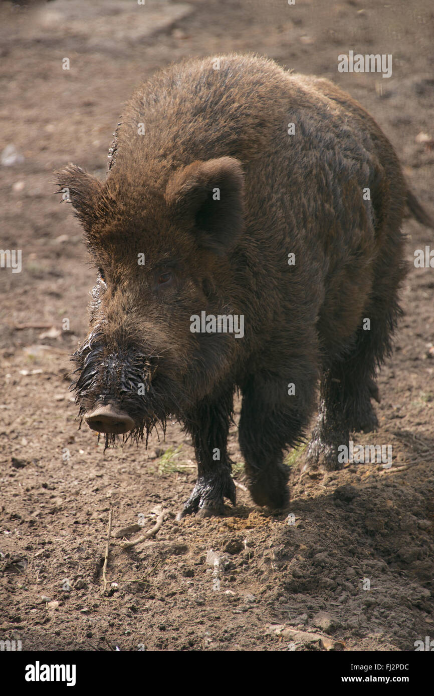 Wild boar with muddy snout trotting along Stock Photo - Alamy