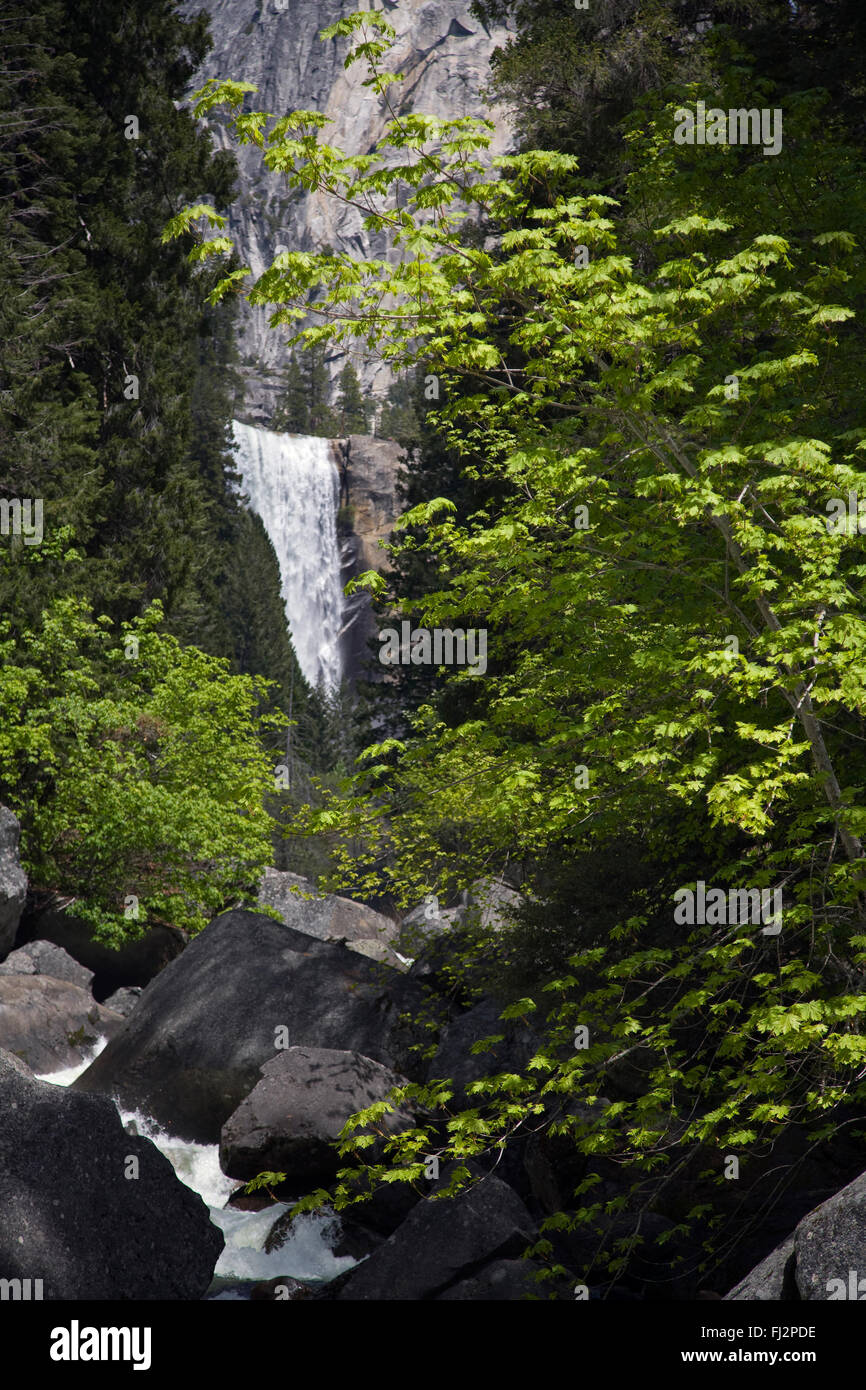 VERNAL FALLS and MAPLE TREES with fresh spring leaves - YOSEMITE ...