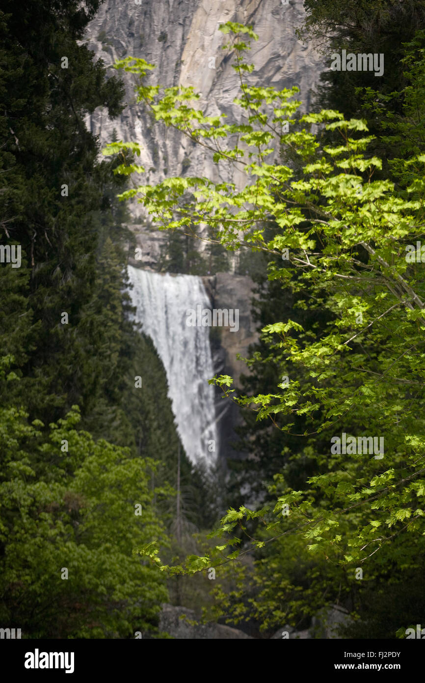 VERNAL FALLS and MAPLE TREES with fresh Spring leaves - YOSEMITE ...