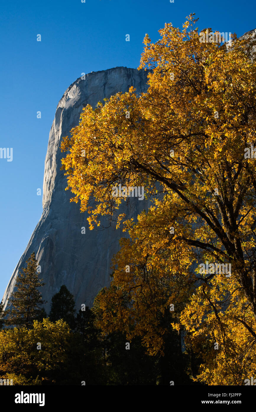 EL CAPITAN and a LIVE OAK TREE in autumn - YOSEMITE NATIONAL PARK ...