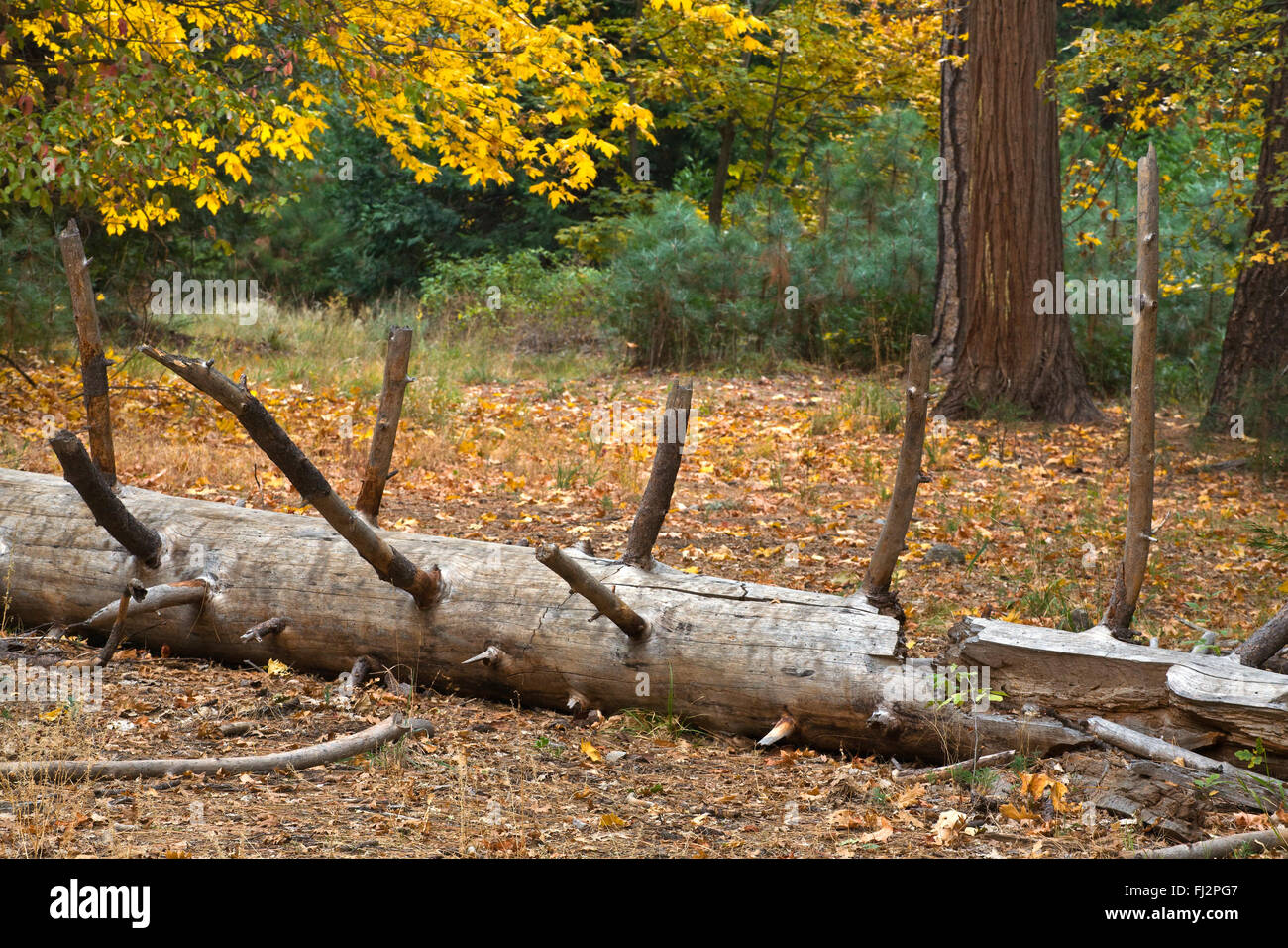 MAPLE TREES and a fallen log in autumn - YOSEMITE NATIONAL PARK ...