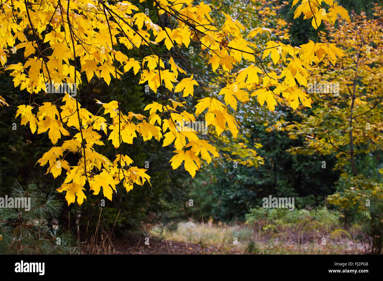 MAPLE LEAVES turn yellow in autumn - YOSEMITE NATIONAL PARK, CALIFORNIA ...