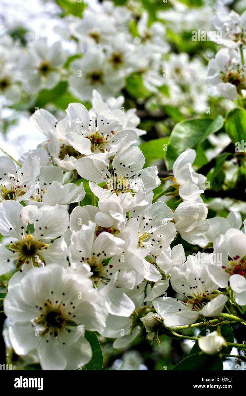 Pear pollination hi-res stock photography and images - Alamy