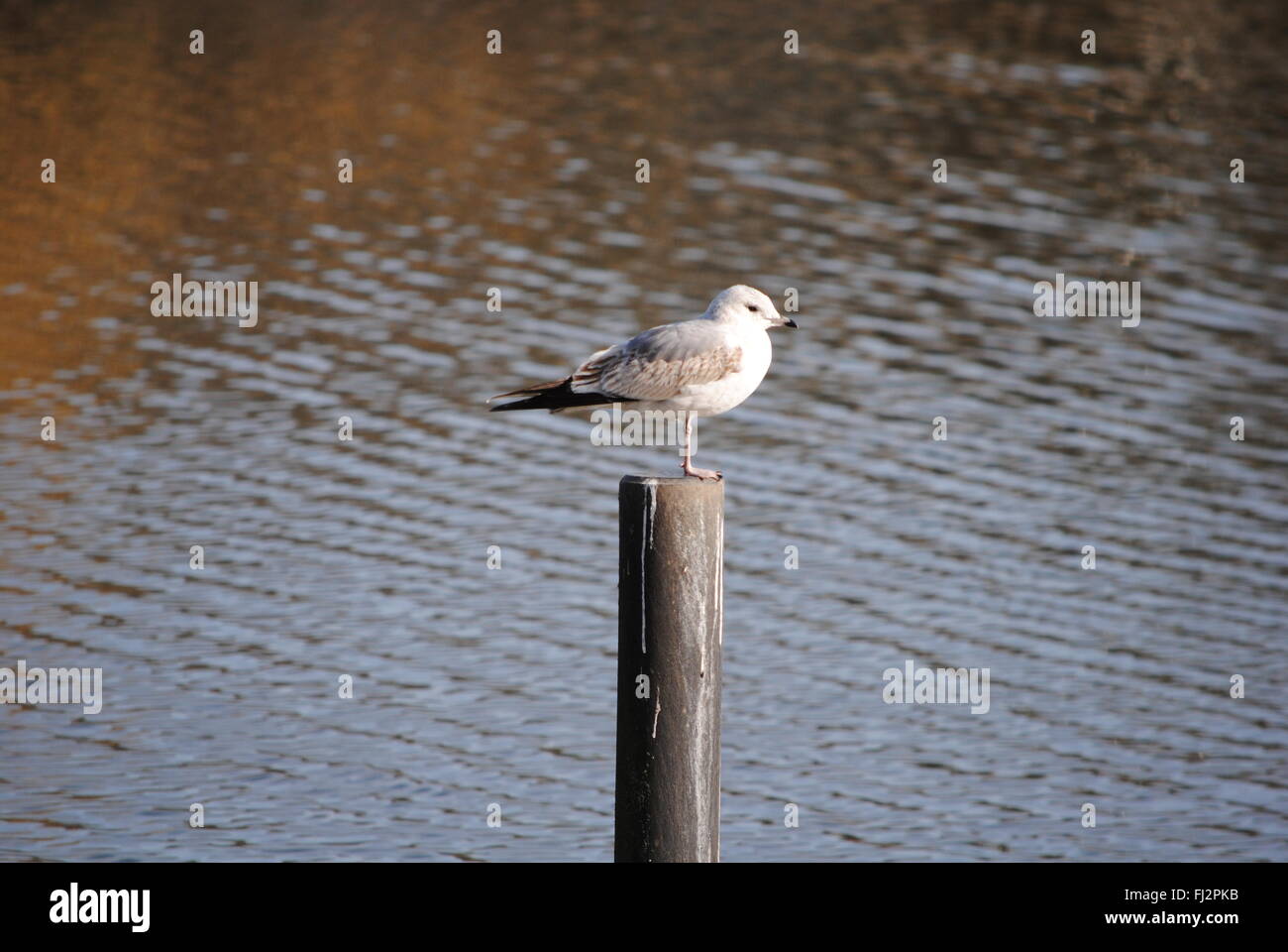 Seagull standing on a pole Stock Photo - Alamy