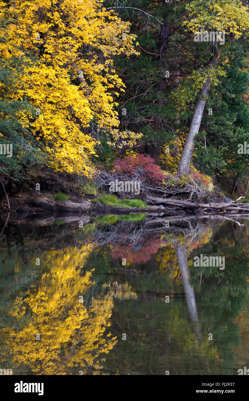 MAPLE TREES reflect in the MERCED RIVER during autumn in YOSEMITE ...