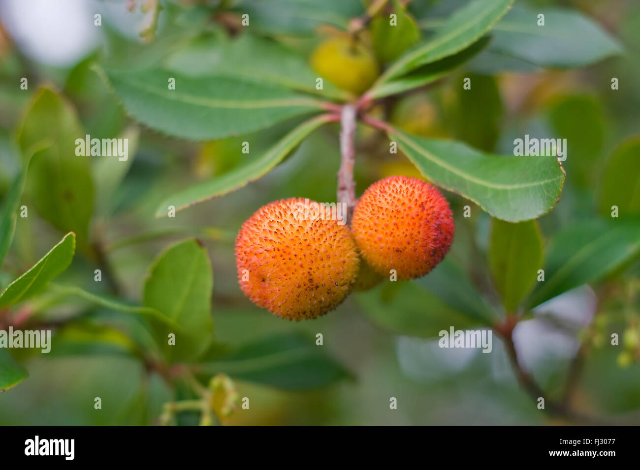 Madrones (Arbutus unedo) detail of almost ripe red fruits Stock Photo ...