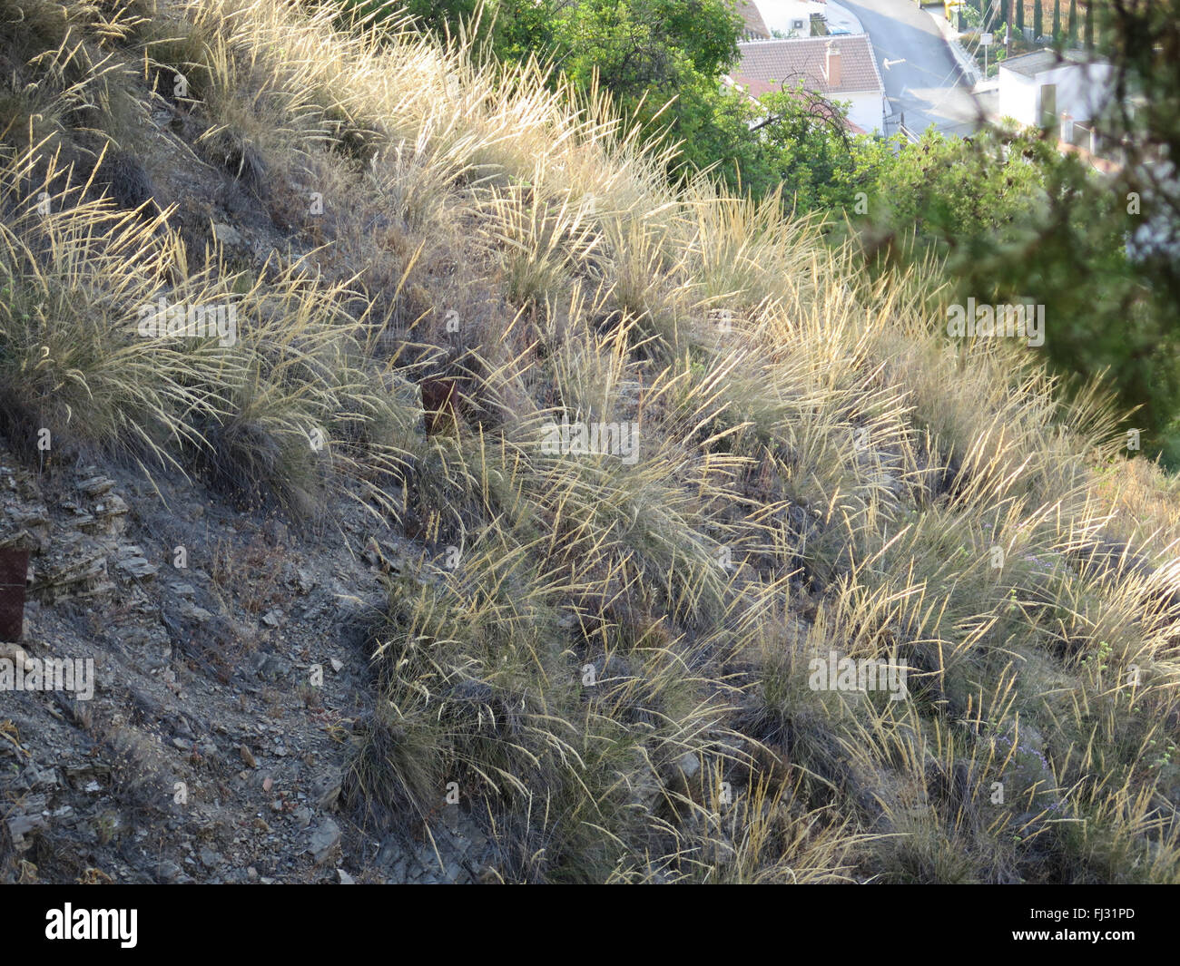 Hillside grass hi-res stock photography and images - Alamy