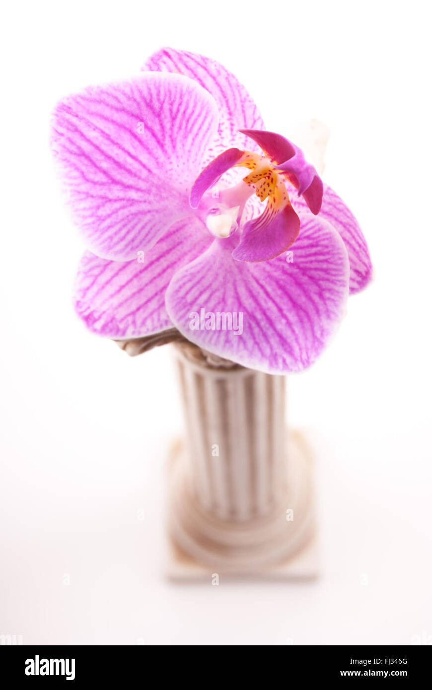 Classical column with flower Stock Photo - Alamy
