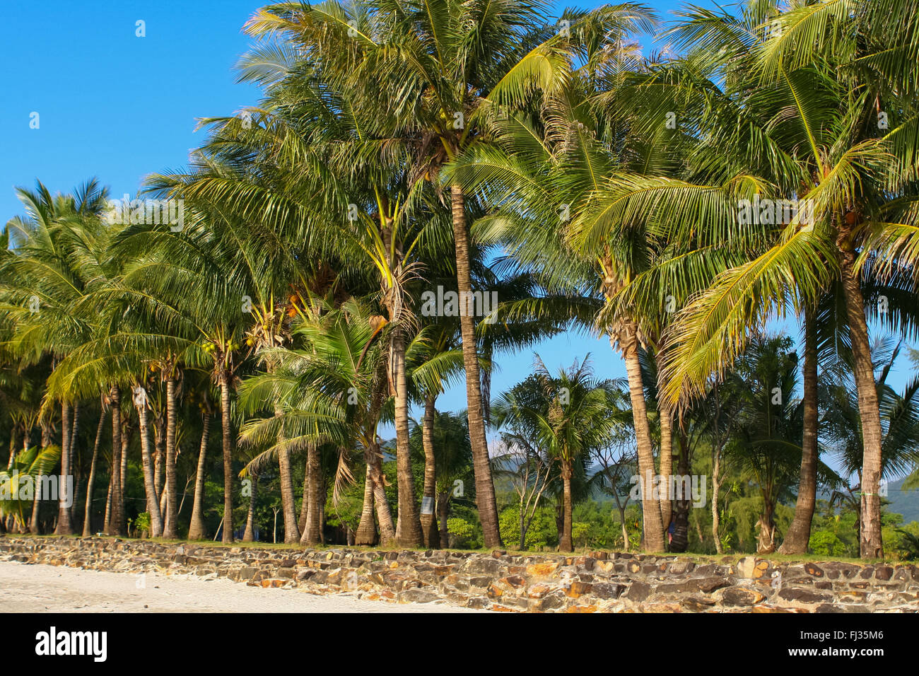 Coconut palm trees on the tropical beach Stock Photo - Alamy