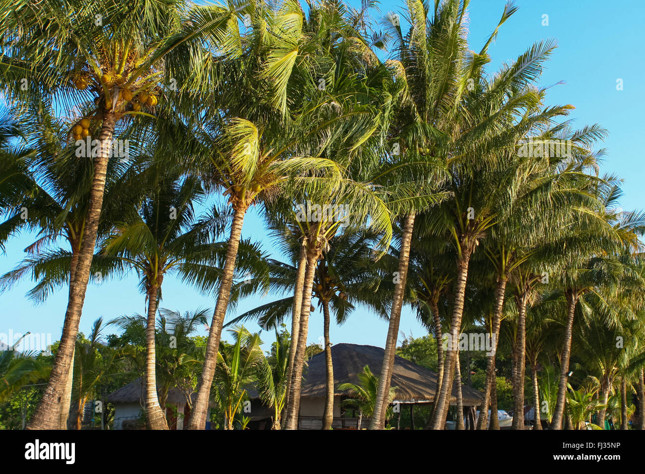 Coconut palm trees on the tropical beach Stock Photo - Alamy