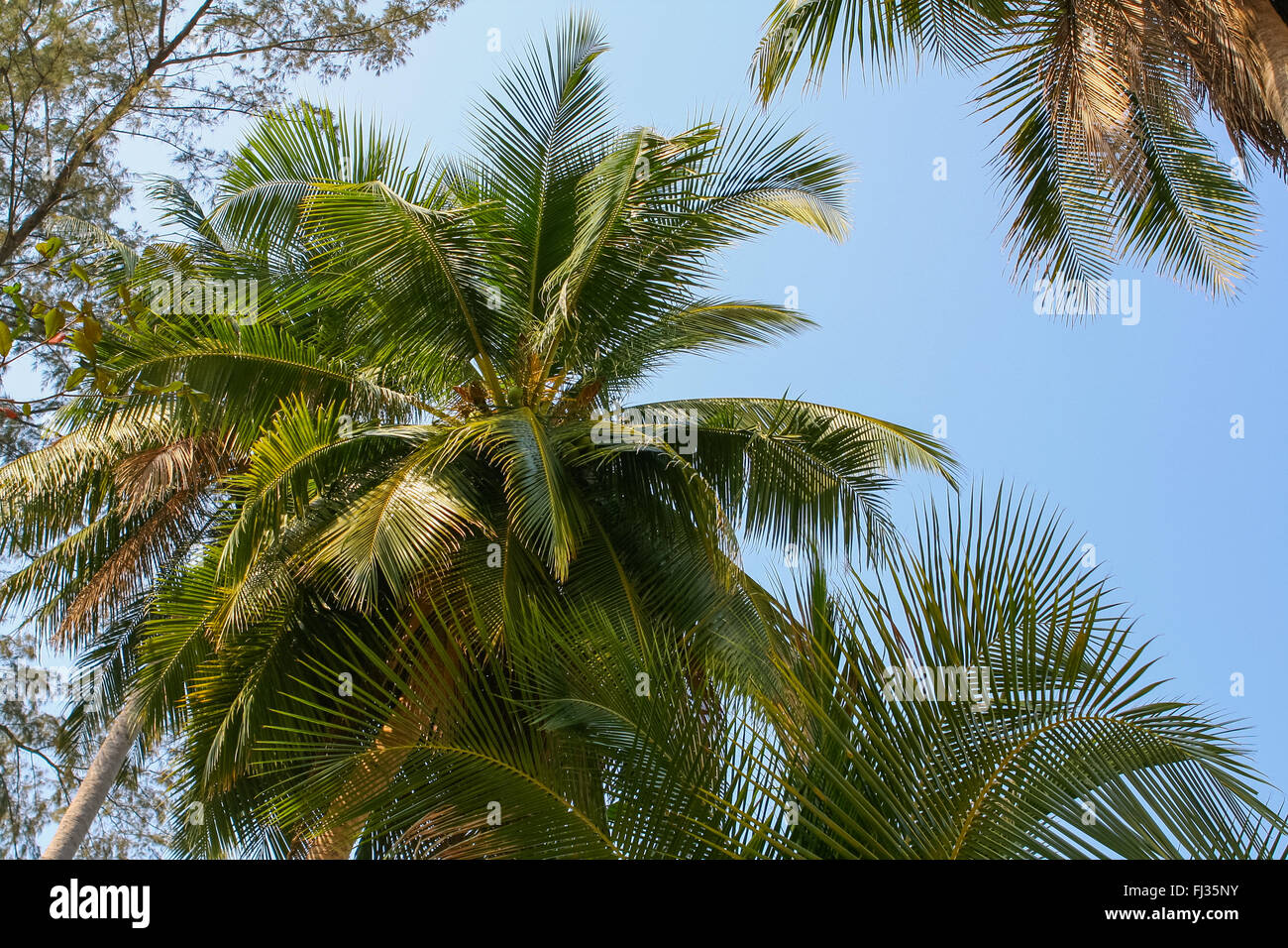 Coconut palm trees on the tropical beach Stock Photo - Alamy