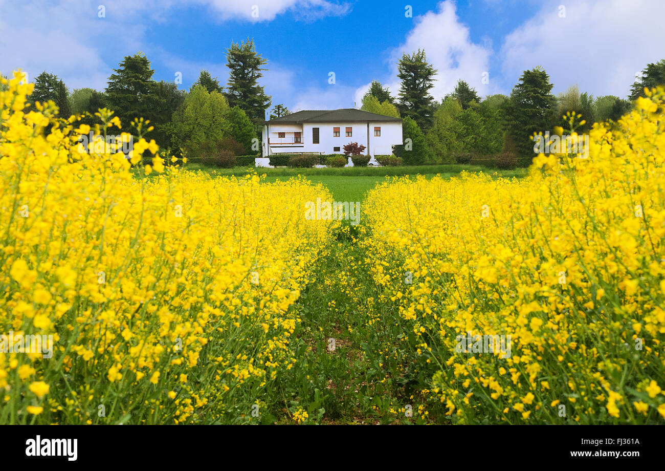 Landscape of yellow flower field with the building in the distance ...