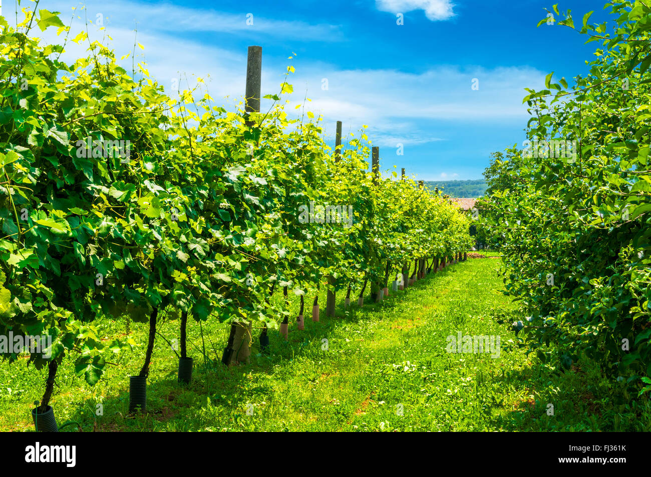 Green vineyard's row landscape with blue sky Stock Photo - Alamy