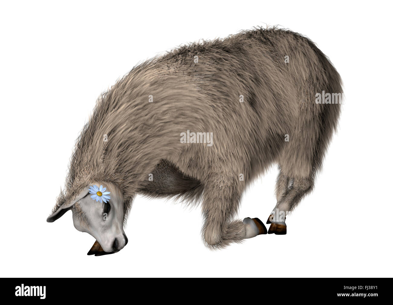 Camelid hair Cut Out Stock Images & Pictures - Alamy