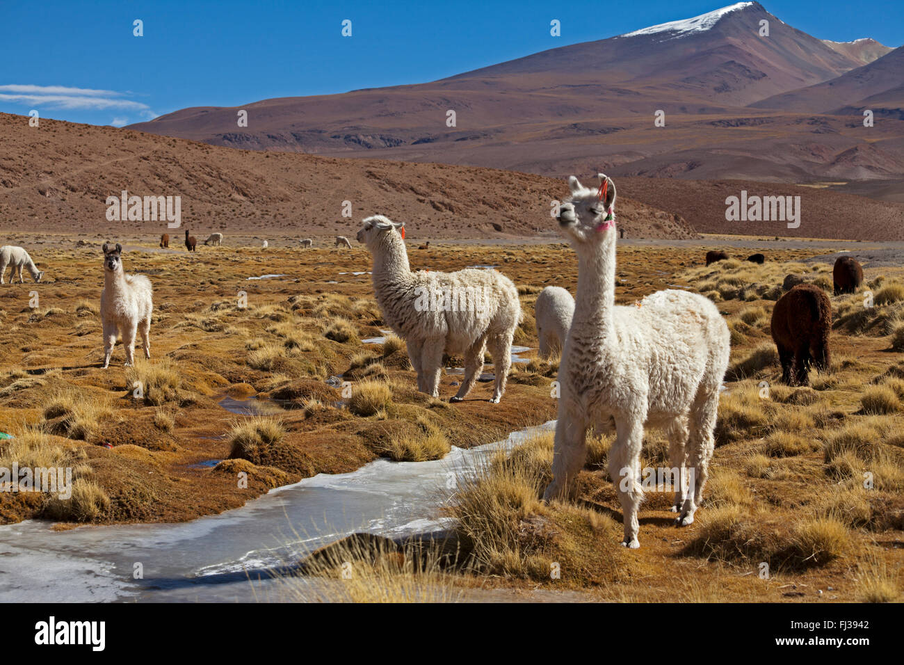 Lama herd in the Puna desert, Argentina Stock Photo - Alamy