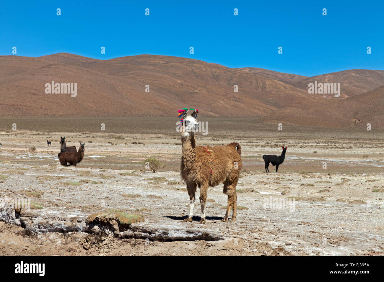 Lama in desert hi-res stock photography and images - Alamy