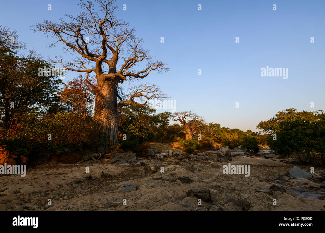 Angola tree hi-res stock photography and images - Alamy