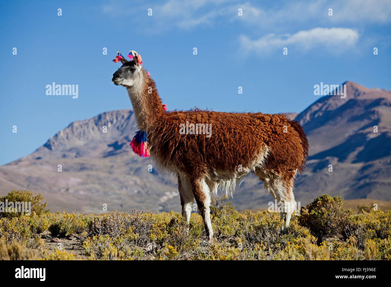 Lama herd in the Puna desert, Argentina Stock Photo - Alamy
