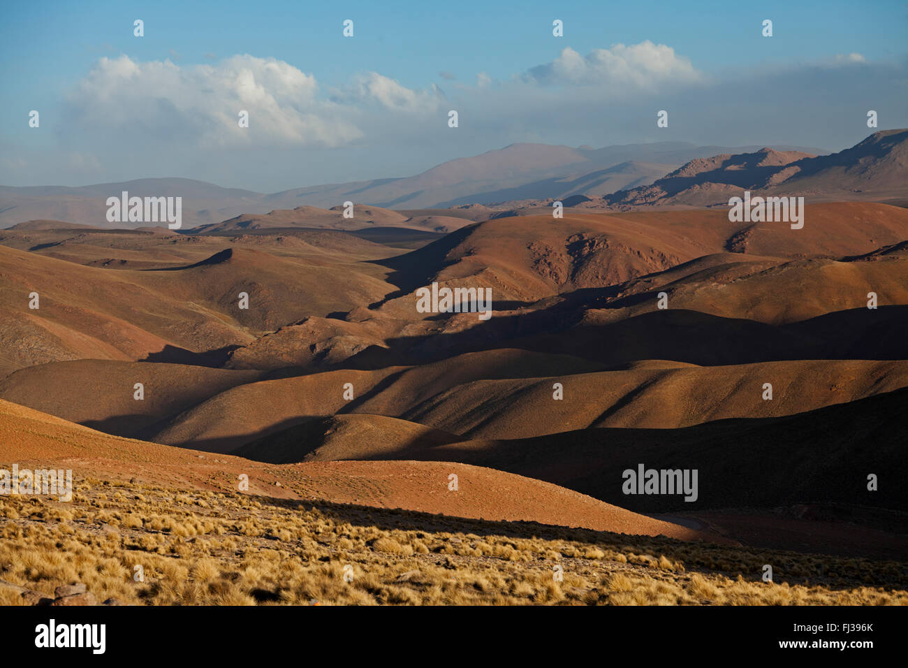 Puna grassland hi-res stock photography and images - Alamy