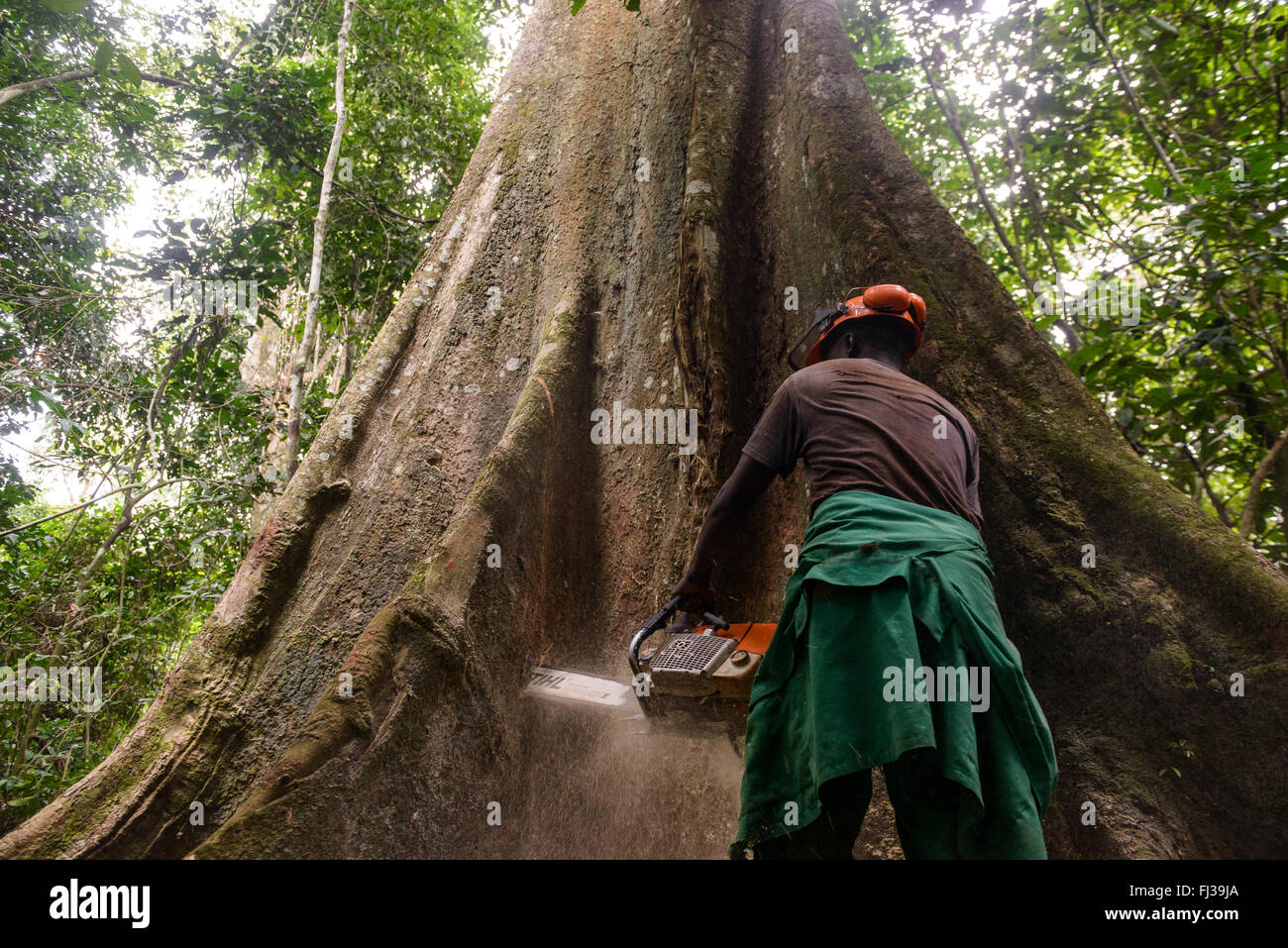 Sustainable logging, Cameroon, Africa Stock Photo - Alamy