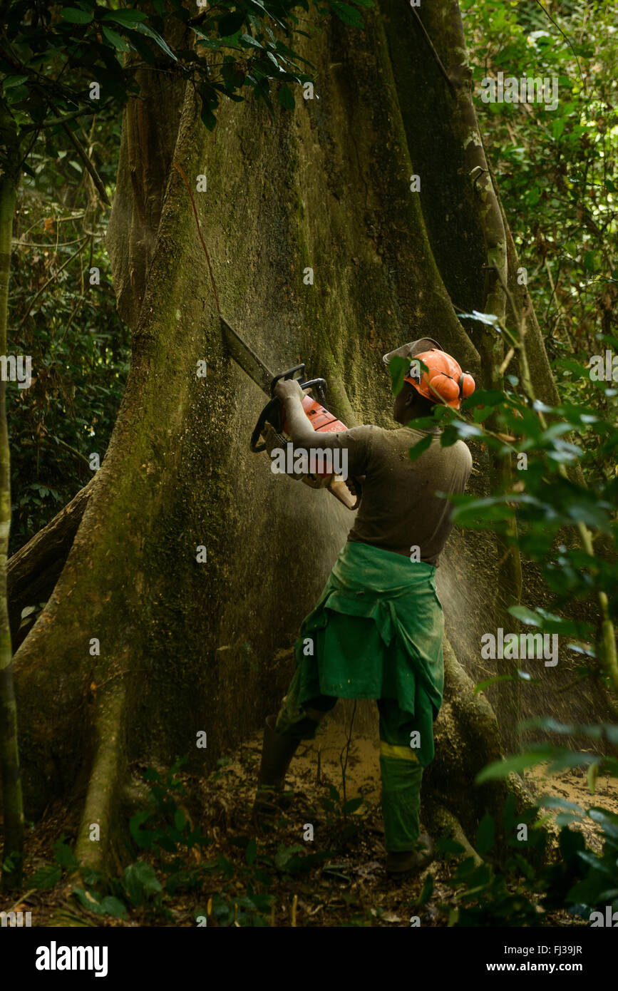 Logging worker hi-res stock photography and images - Alamy