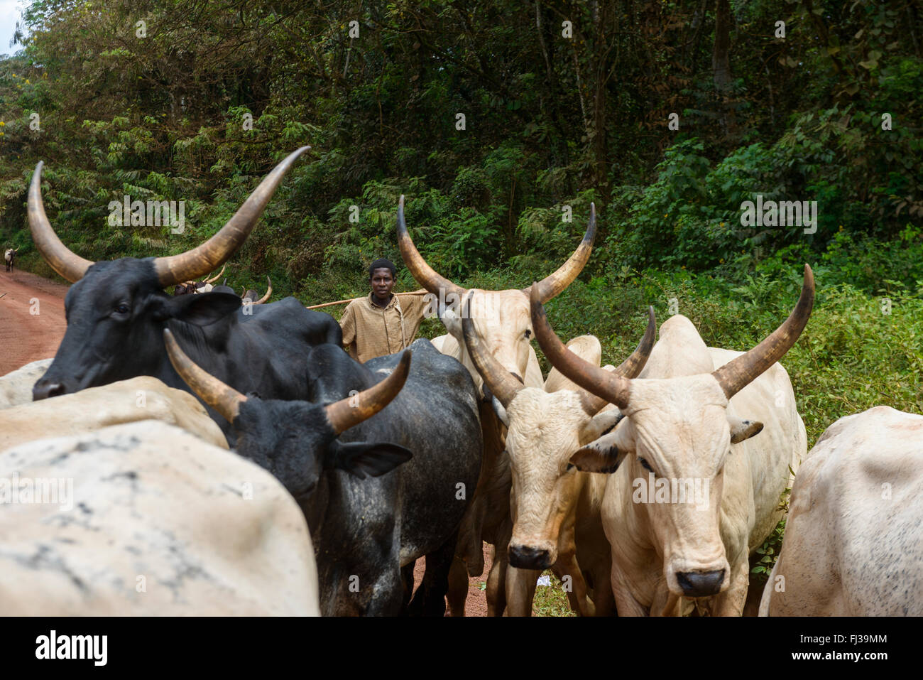 Fulani cattle herders in Cameroon, Africa Stock Photo, Royalty Free ...