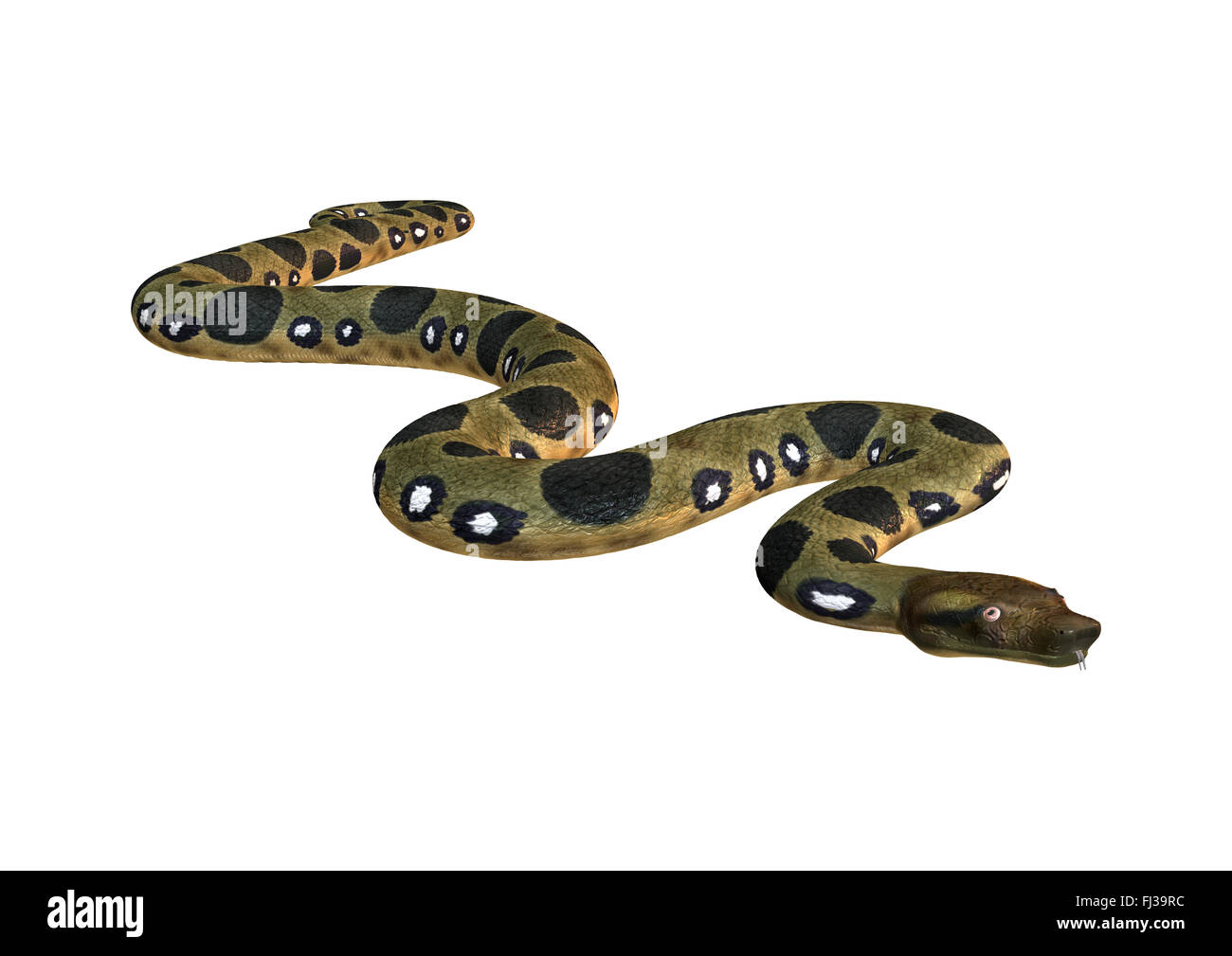 Green anaconda or Eunectes murinus or common anaconda orwater boa ...