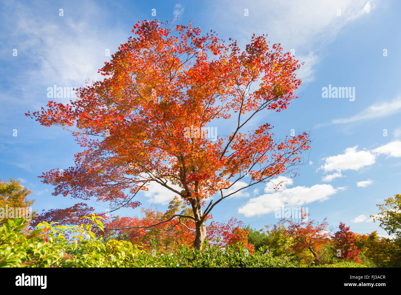 Colorful autunm tree Stock Photo - Alamy