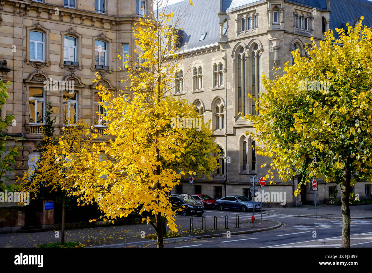 Trees with autumn foliage, Strasbourg, Alsace, France Stock Photo - Alamy