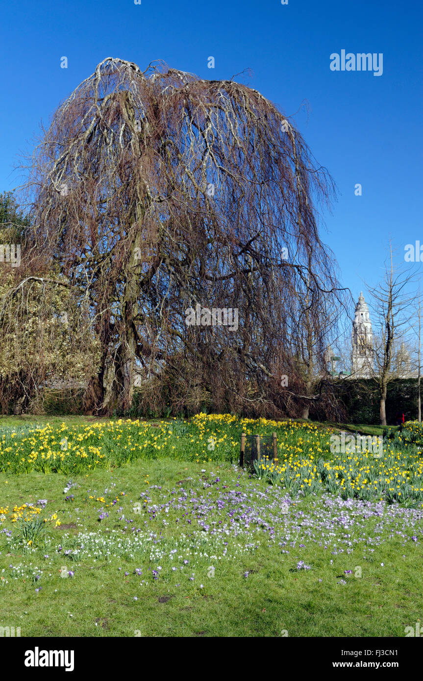 Bute Park and spring flowers, Cardiff, Wales, UK Stock Photo - Alamy