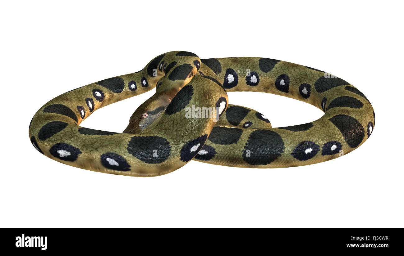 Green anaconda or Eunectes murinus or common anaconda orwater boa ...