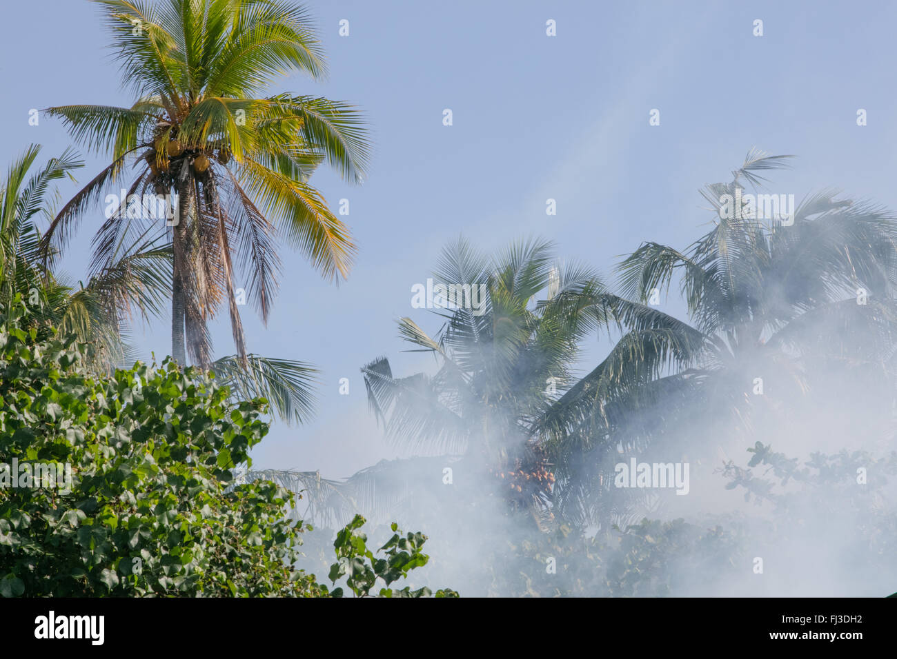 Palm trees indonesia fire hi-res stock photography and images - Alamy