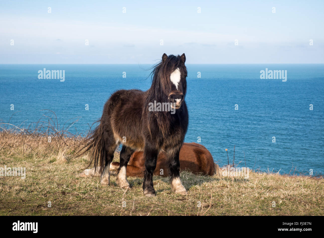 Pembrokeshire coast path pony hi-res stock photography and images - Alamy