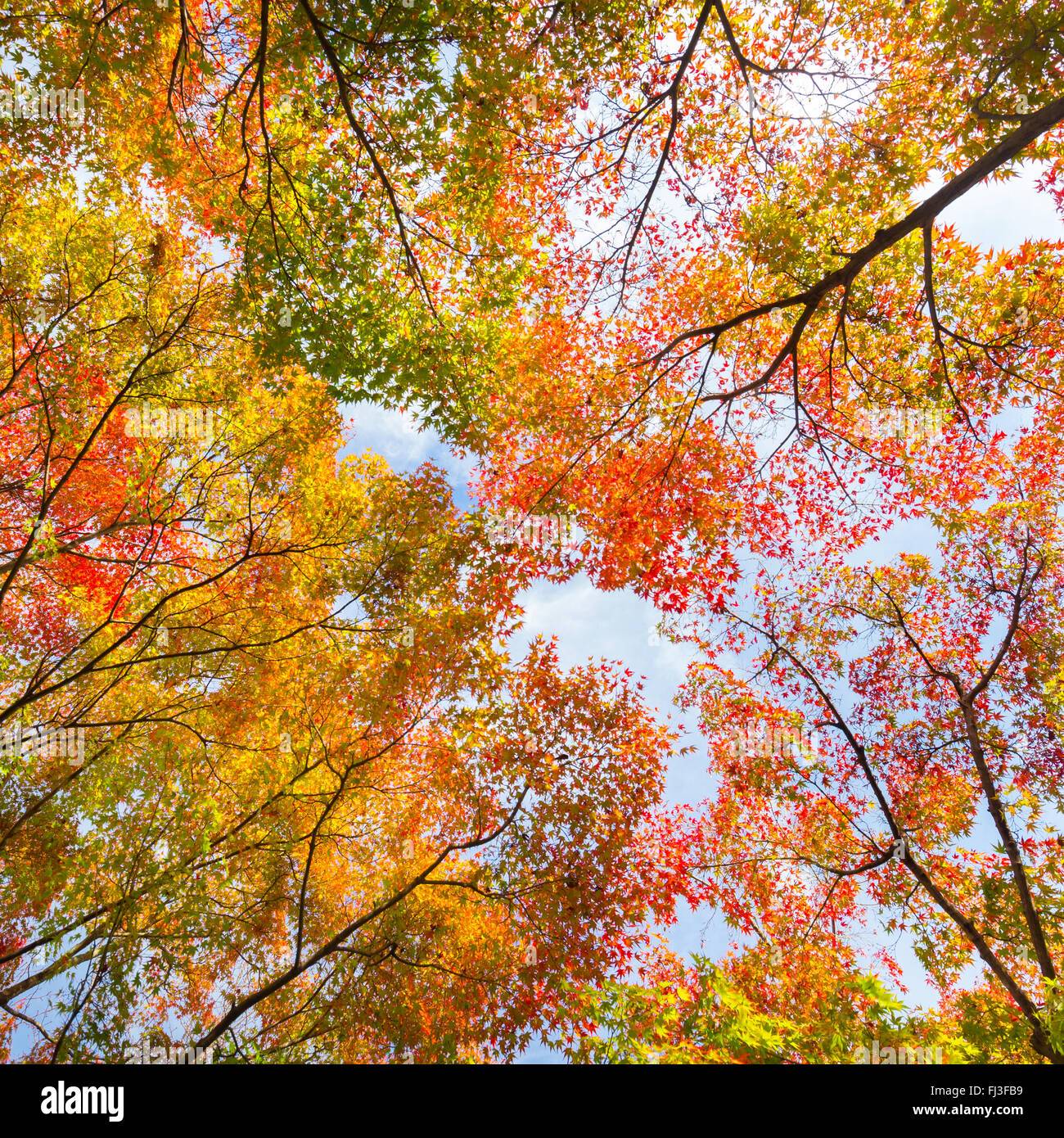 Colorful autunm treetops Stock Photo - Alamy