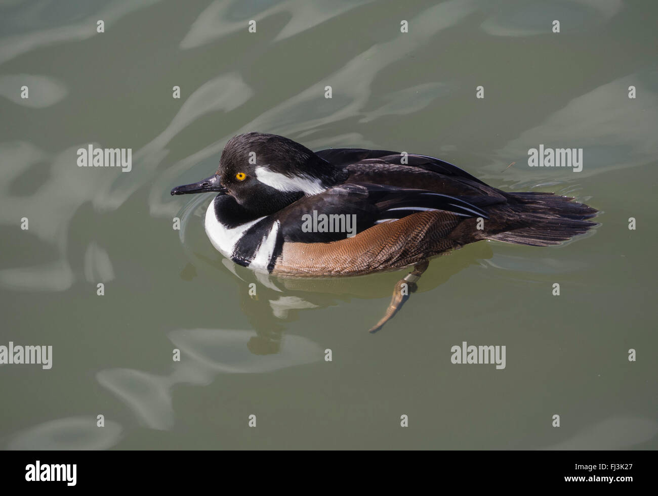 Hooded Merganser Duck Swimming at the Radipole RSPB Nature Reserve ...
