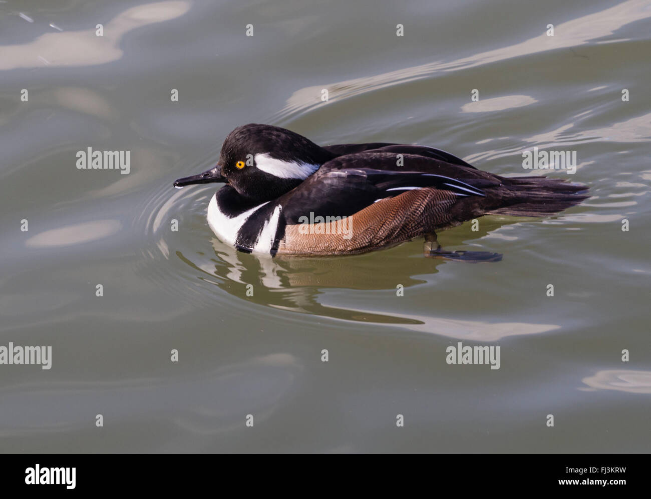 Hooded Merganser Duck Swimming at the Radipole RSPB Nature Reserve ...
