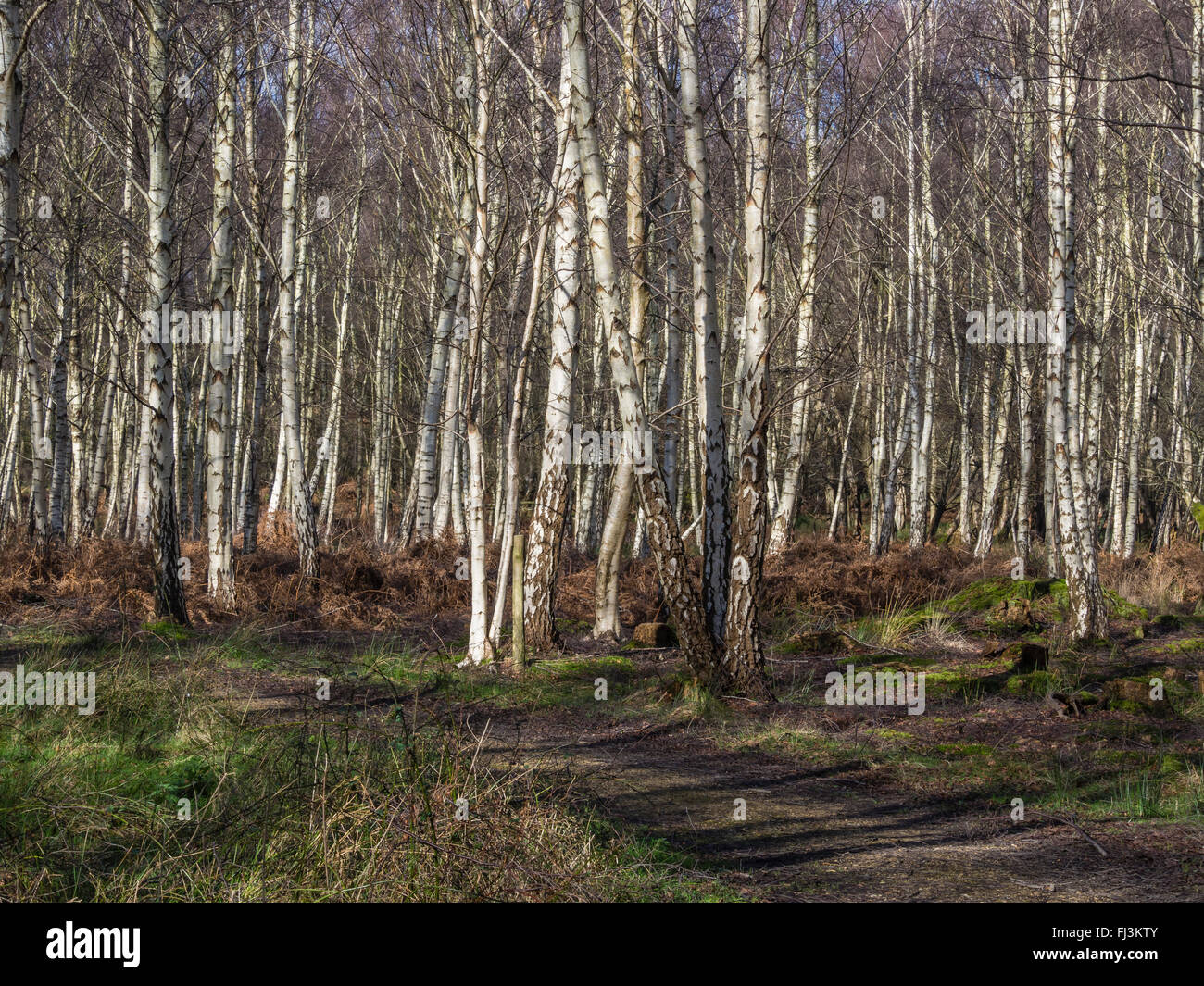 Young Silver Birch Trees (Betula pendula) grouped together at Arne RSPB ...