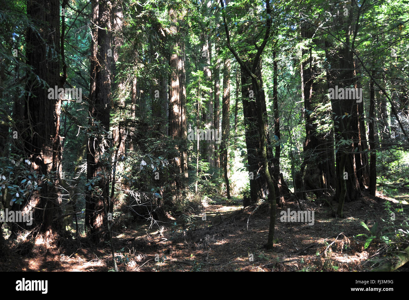 Muir Woods National Monument, California Stock Photo - Alamy